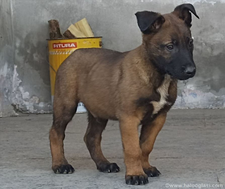 Belgijski ovčar, štene | Halo Oglasi