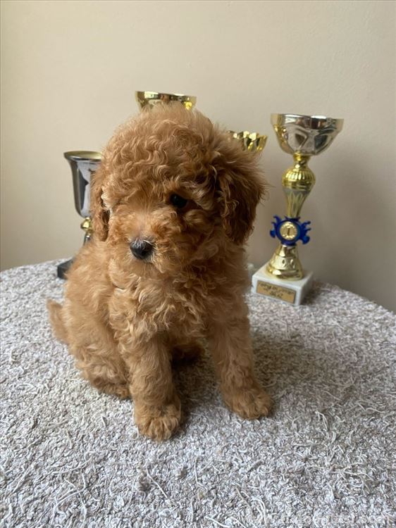 Pudla, štene tamno aprikot mini | Halo Oglasi