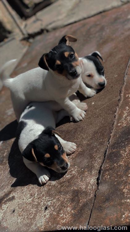 Džek Raselov terijer, štene | Halo Oglasi