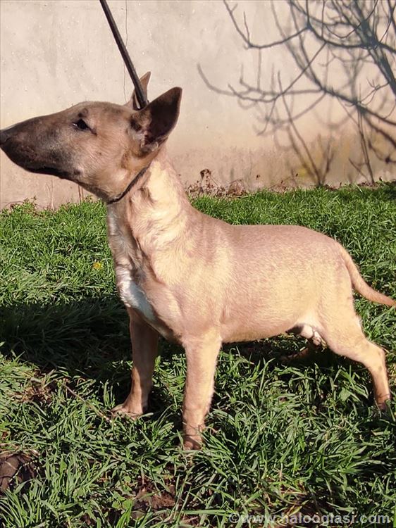 Bul terijer, musko štene | Halo Oglasi