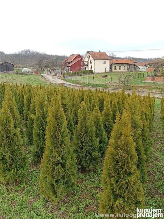 Tuja Smaragd tuje 110 - 220cm rasadnik | Halo Oglasi
