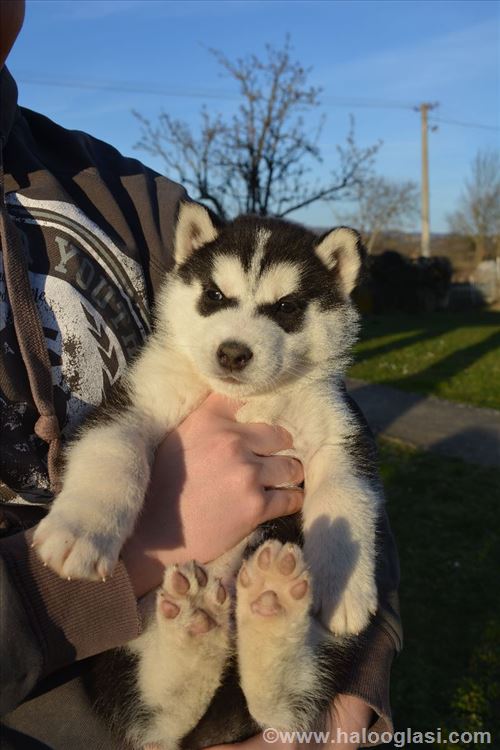 Sibirski Haski, štenci na prodaju | Halo Oglasi
