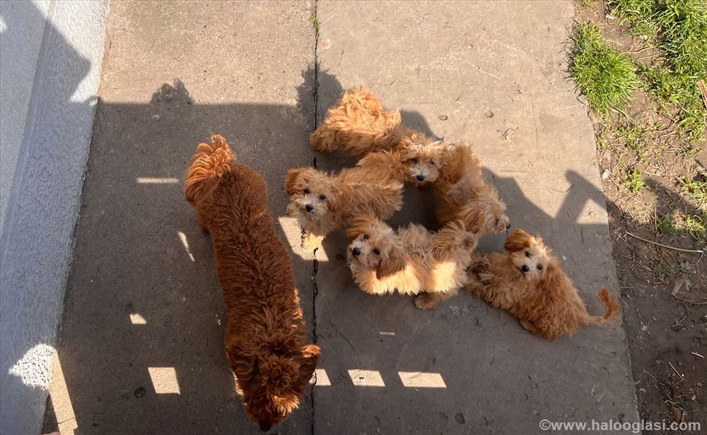 Štenci mini pudle i maltipoo | Halo Oglasi