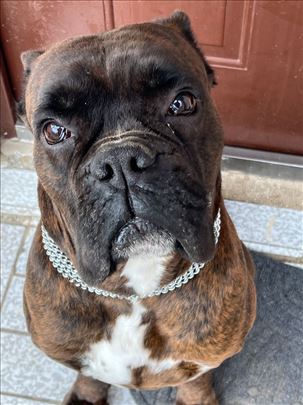 Prodaja pasa i psi na poklon Nemački bokser | Halo oglasi