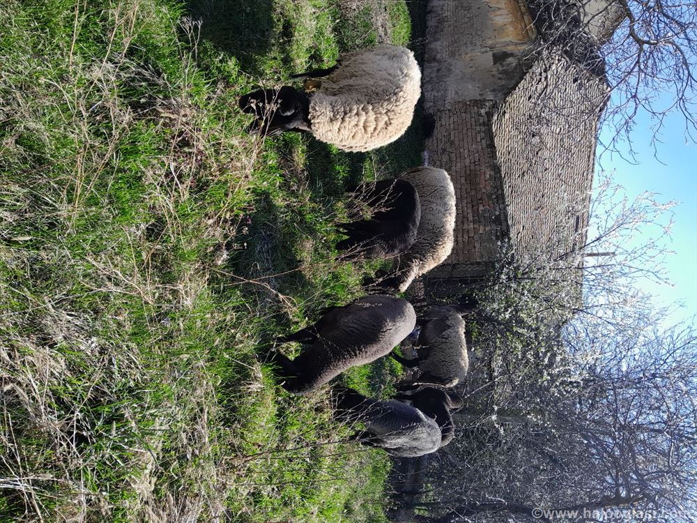 Jaganci i ovca za klanje | Halo Oglasi