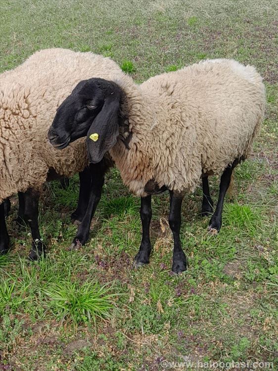 Ovca za klanje | Halo Oglasi