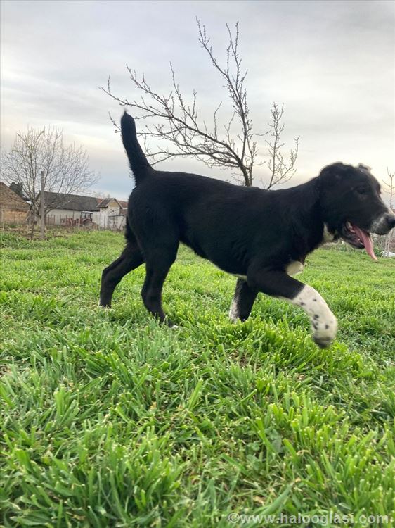 Srednjeazijski ovčar, štene | Halo Oglasi