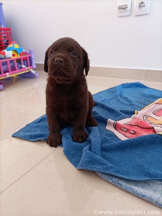 Labrador retriver, štene | Halo Oglasi
