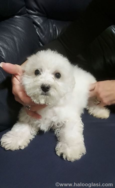 Štene bišona povoljno | Halo Oglasi