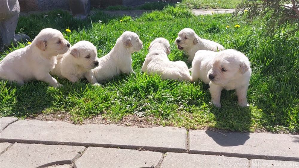 Zlatni retriver, štene | Halo Oglasi