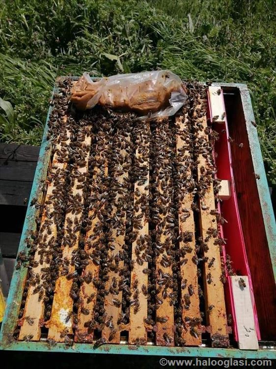 Matice i maticnjaci na prodaju | Halo Oglasi