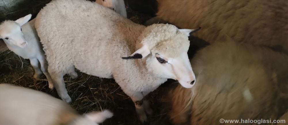 Prodajem jagnje | Halo Oglasi