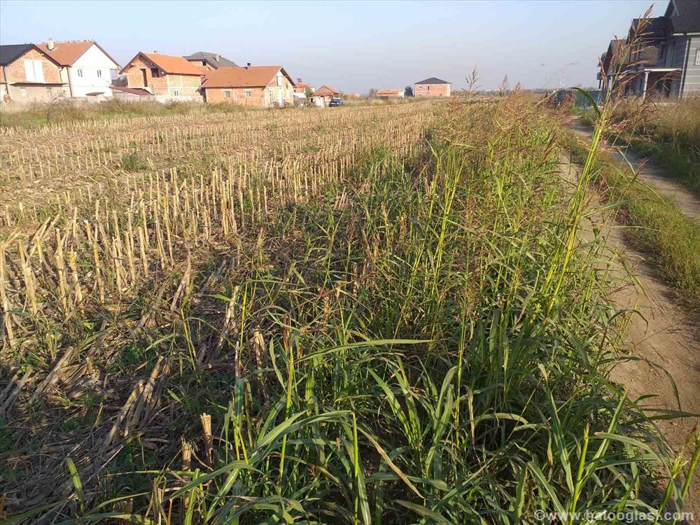Borča plac 7 ari, put, uknjižen | Halo Oglasi