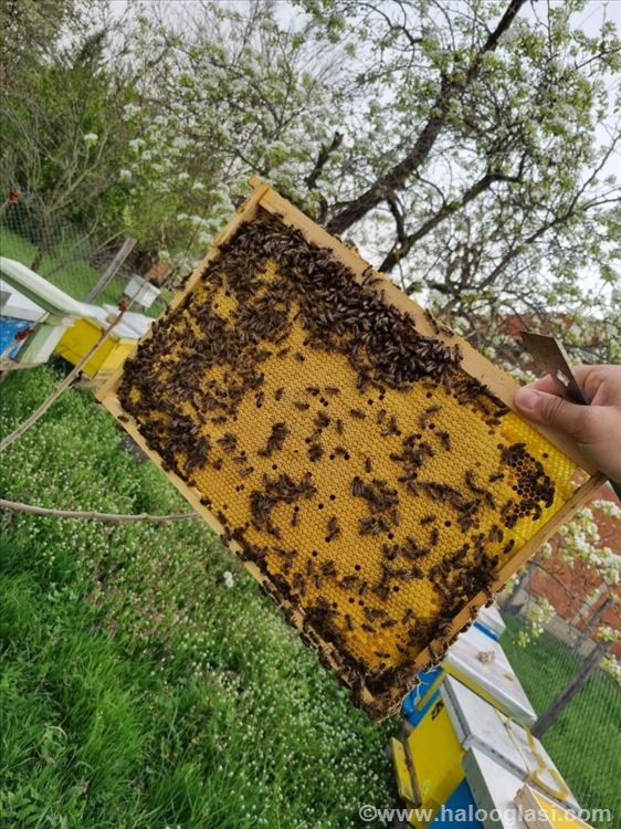 Matice i rojevi | Halo Oglasi