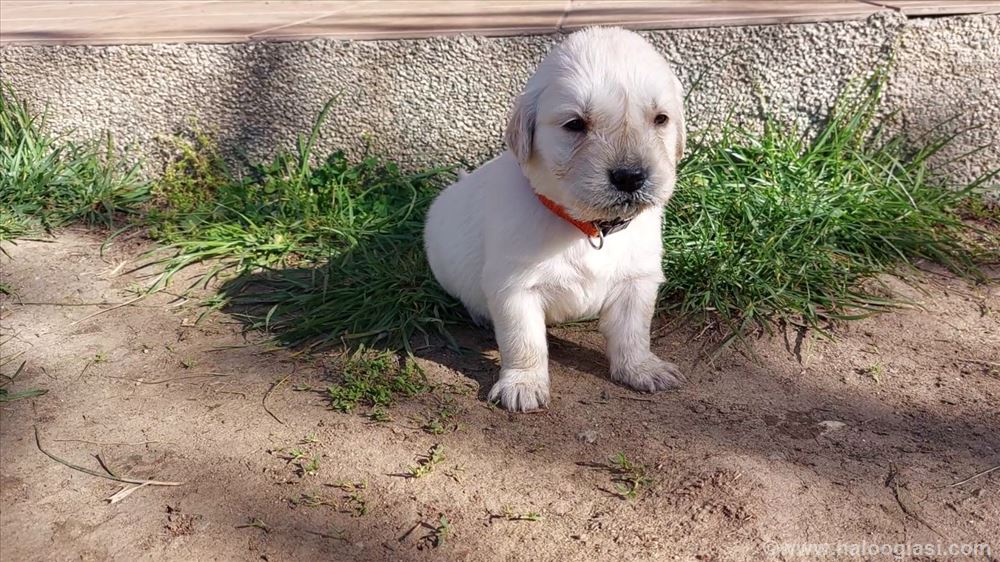 Zlatni retriver, štene | Halo Oglasi