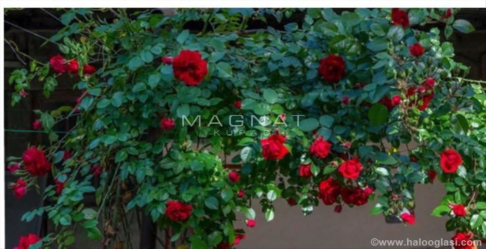 Dedinje - lux ID#3709 | Halo Oglasi