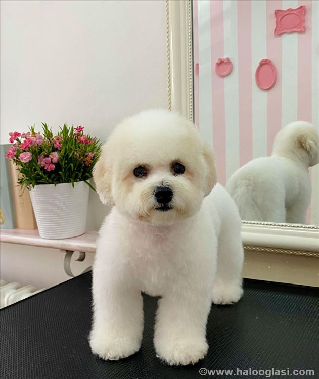 Kovrdžavi bišon, štene | Halo Oglasi