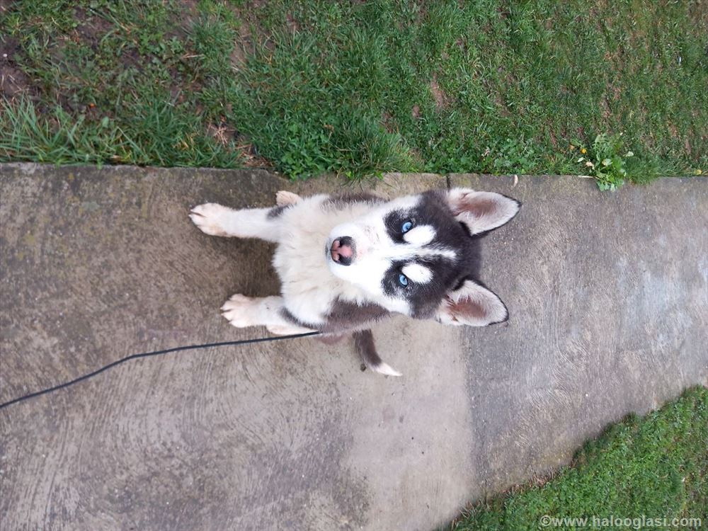 Sibirski haski , štene | Halo Oglasi