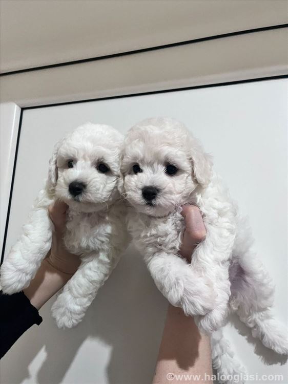 Kovrdžavi bišon, štene | Halo Oglasi