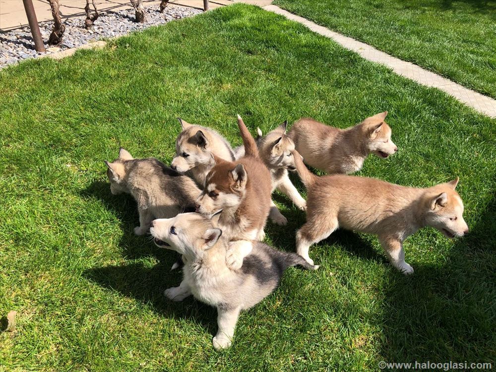 Sibirski haski , štene, štenci haskija | Halo Oglasi