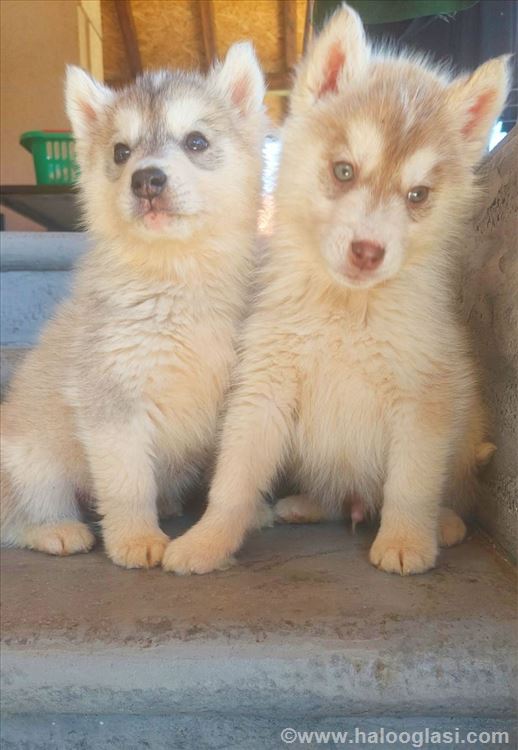 Sibirski haski, štenci | Halo Oglasi