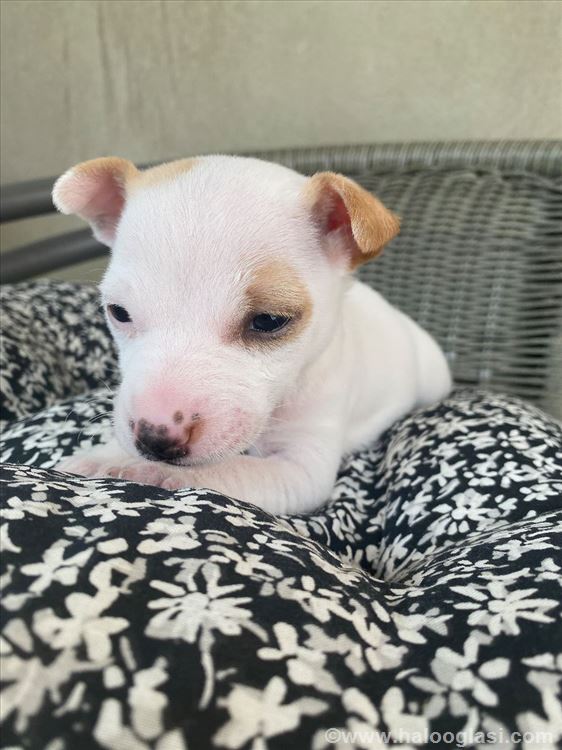 Džek Raselov terijer, štene | Halo Oglasi