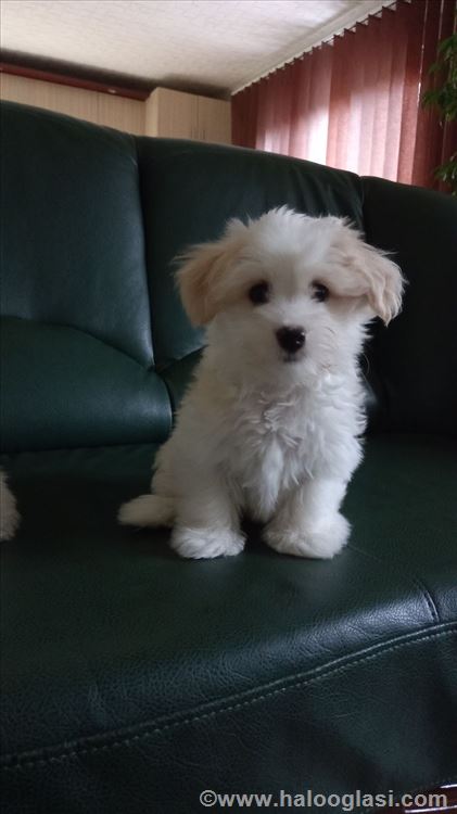 Tulearski pas, štene | Halo Oglasi