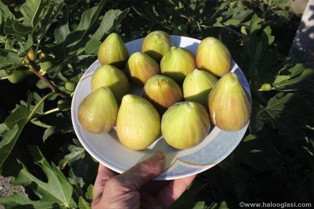 Smokva krupnih plodova (Kontejnirane sadnice) | Halo Oglasi