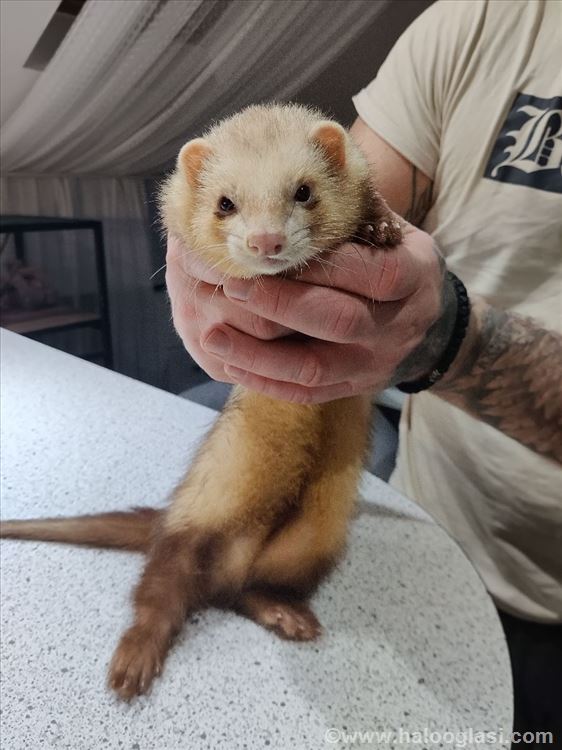 africki tvor (feretka) | Halo Oglasi