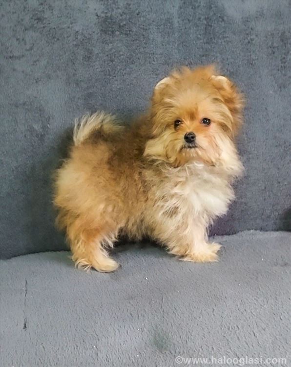 Pomsi ženka | Halo Oglasi