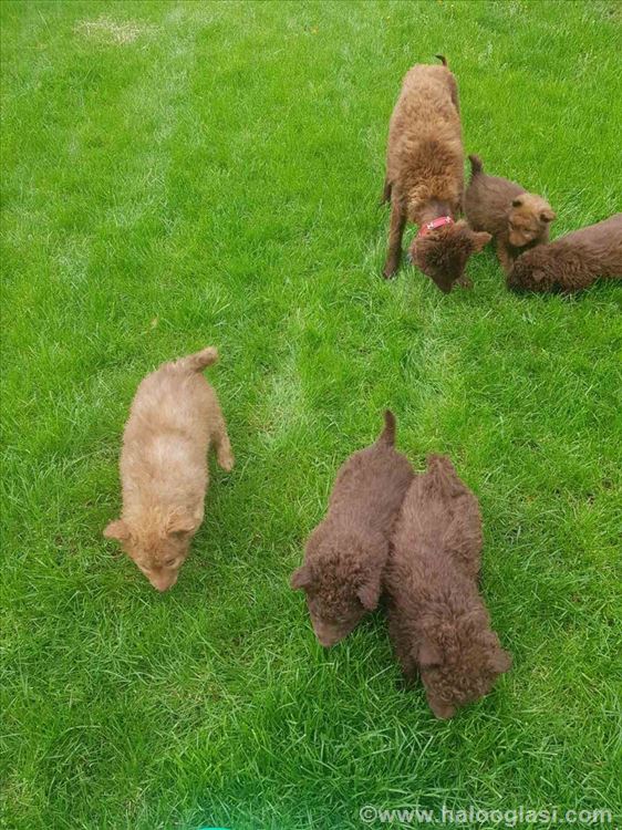 Braon pulini štenci | Halo Oglasi