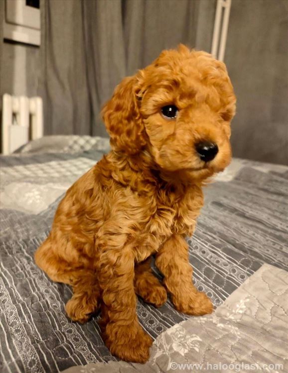 Aprikot Patuljasta pudla štenci | Halo Oglasi