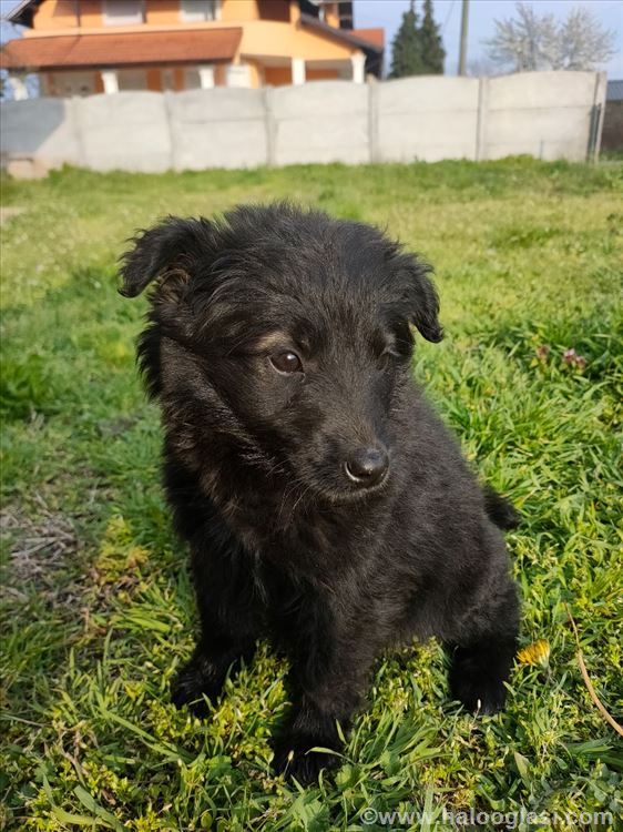 Mešanac pulina, zensko štene, čisto crne boje | Halo Oglasi