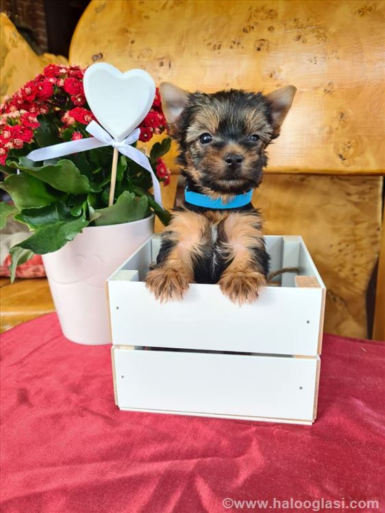 Mini Jorkširski Terijeri, štenci na prodaju | Halo Oglasi