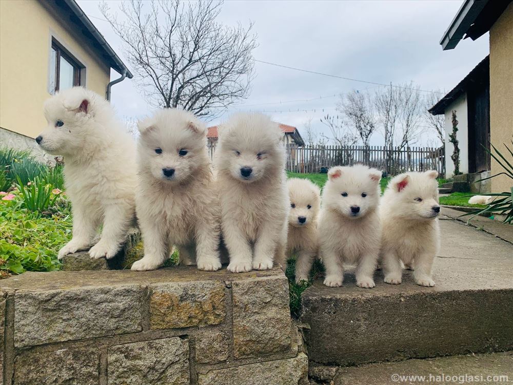 Samojed, štene | Halo Oglasi