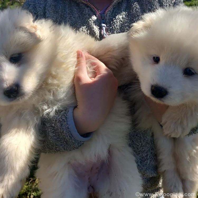 Samojed, štene | Halo Oglasi