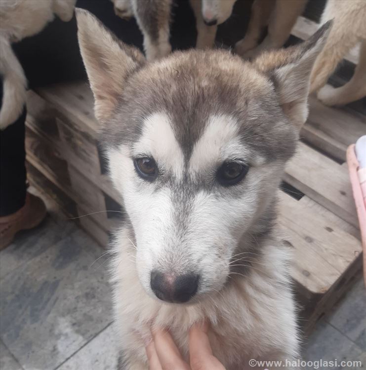 Sibirski haski , štene | Halo Oglasi