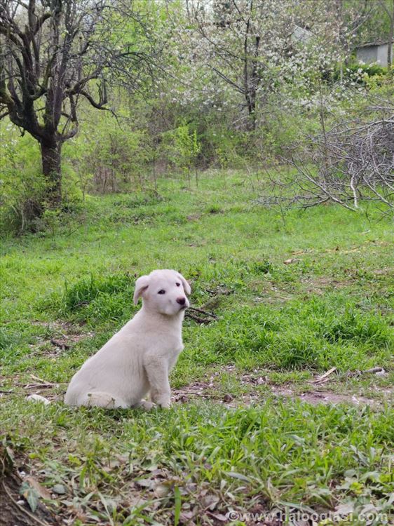 Srednjeazijski ovčar, štene | Halo Oglasi