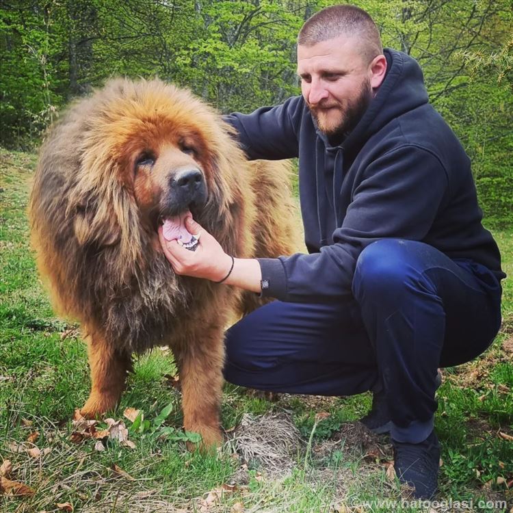 Tibetski mastif, mlad pas | Halo Oglasi