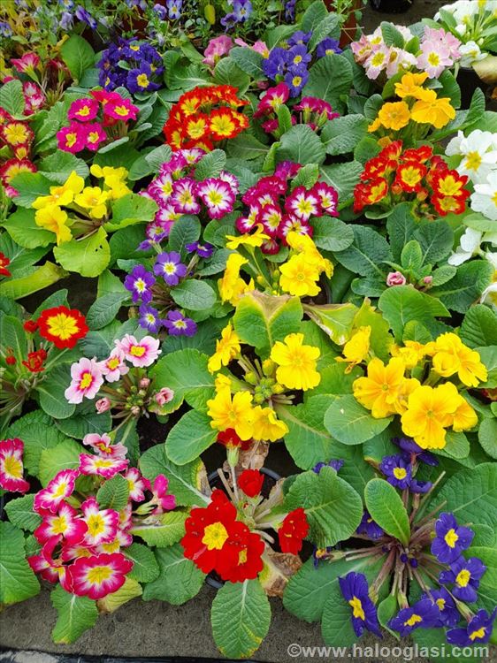 Jestivo cvece | Halo Oglasi