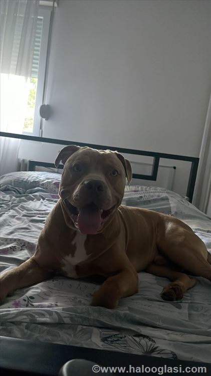 Pit bul terijer, mlad pas | Halo Oglasi