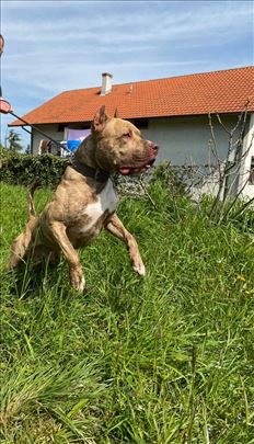 Prodaja pasa i psi na poklon Pit bul terijer | Halo oglasi