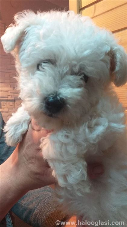 Kovrdžavi bišon, štene | Halo Oglasi