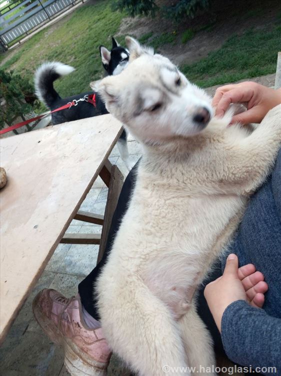 Sibirski haski , štene | Halo Oglasi