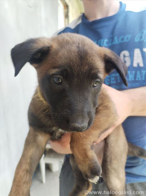 Belgijski ovčar, štene | Halo Oglasi