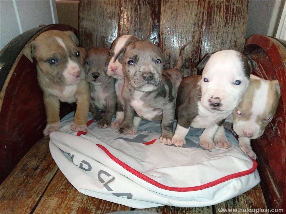 Pit bul terijer, štene | Halo Oglasi