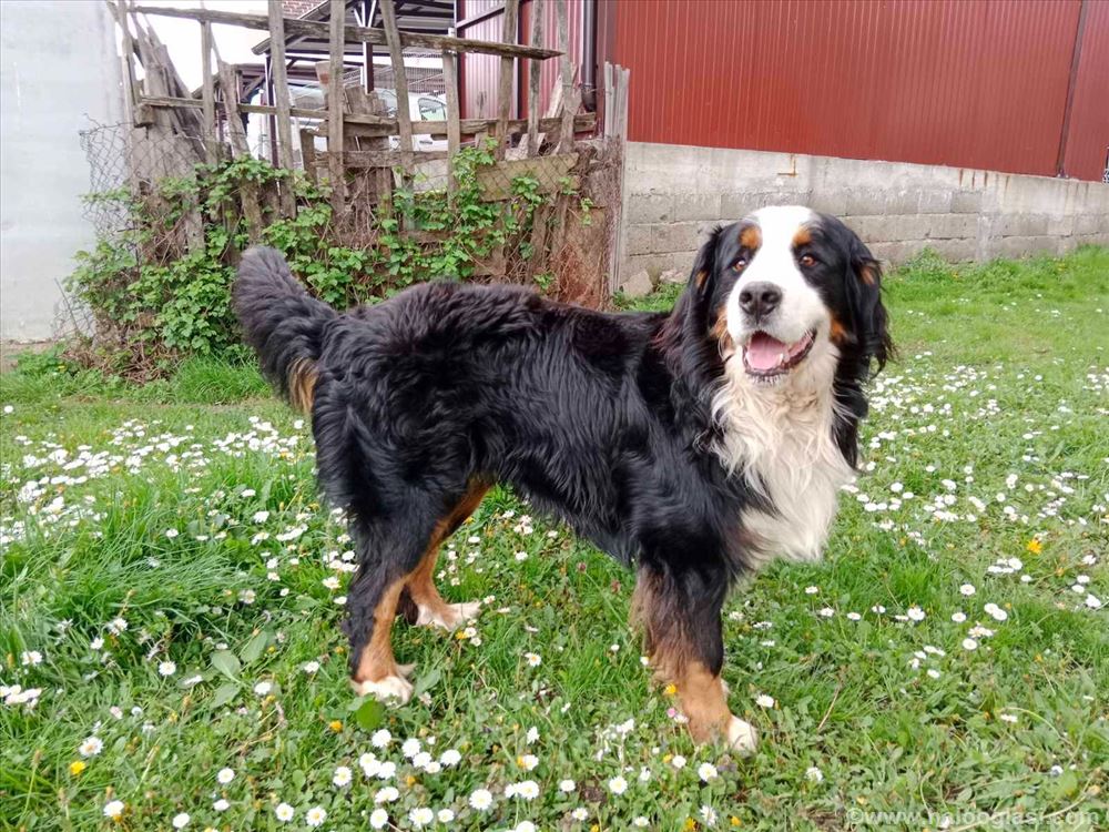 Bernski pastirski pas, odrastao pas za parenje | Halo Oglasi