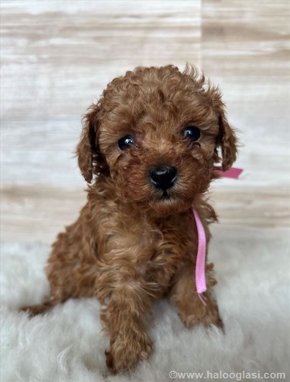 Crvena toy pudla – žensko štene | Halo Oglasi