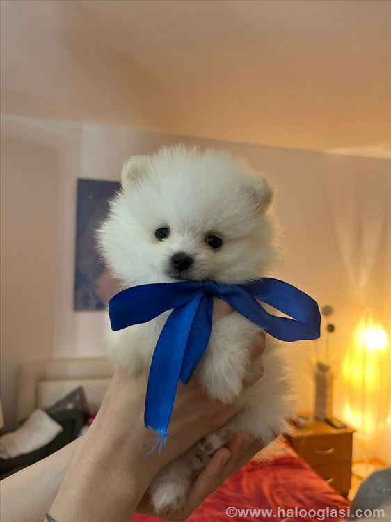 Pomeranac BOO, štene | Halo Oglasi