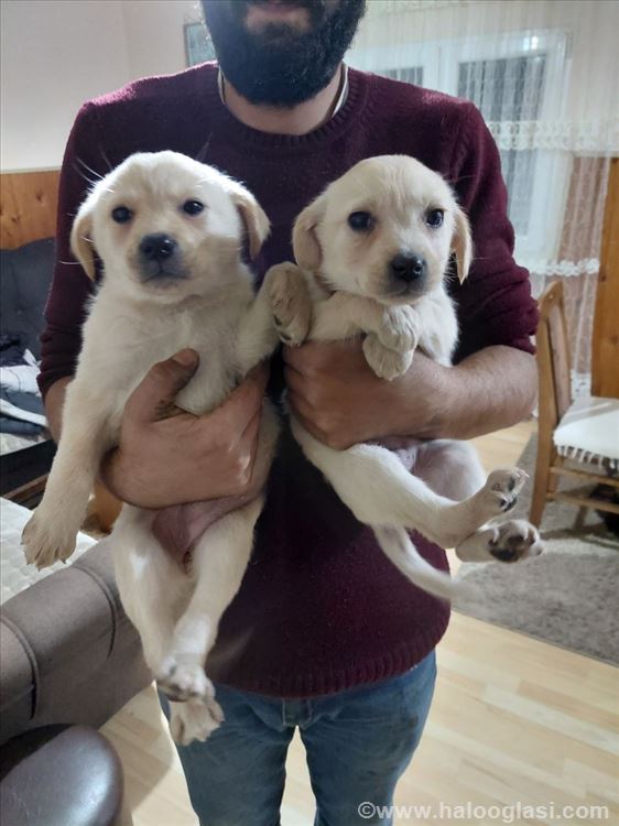 Labrador retriver, štene | Halo Oglasi